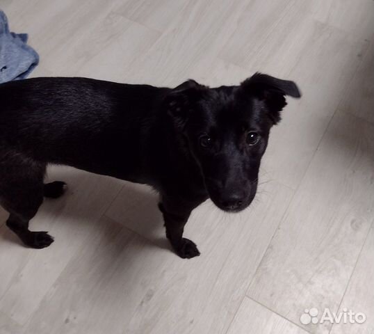 Стерилизованная Герда ищет дом