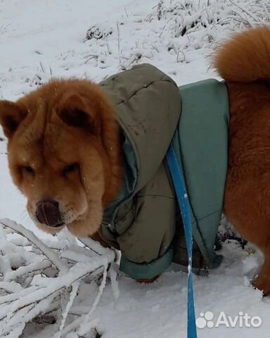 Кобель вязка чау-чау