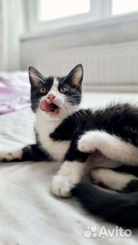 Весёлая девочка котёнок в добрые руки