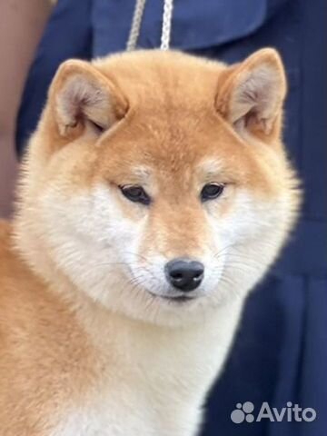 Сиба сука 5 месяцев