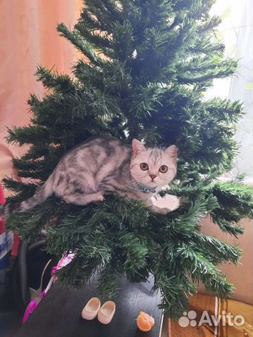 Вязка кошечки за котёнка