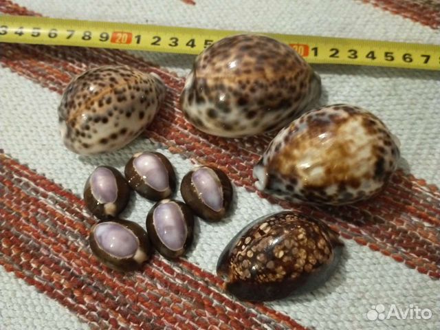 Ракушки, Тигровая Ципрея