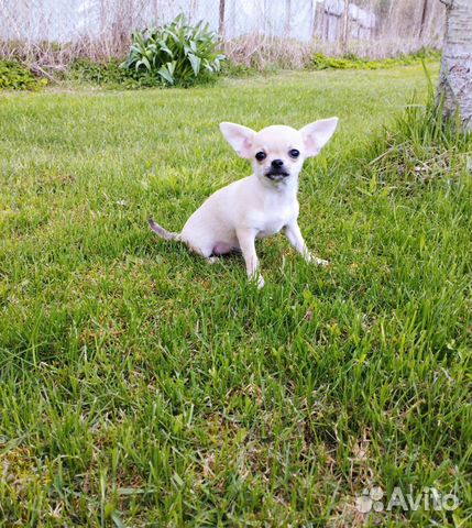 Щенки чихуахуа