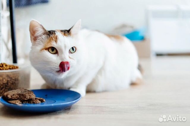 Кошка бесплатно