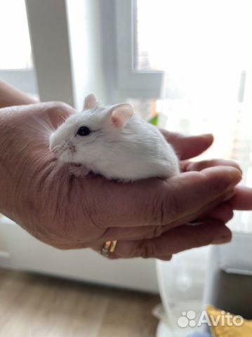 Джунгарский хомяк мальчик