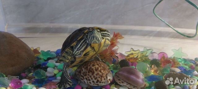 Черепаха с аквариумом 55 литров