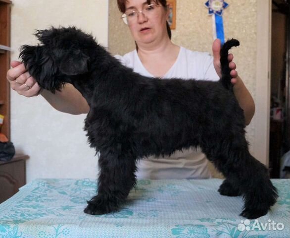 Цвергшнауцер щенки