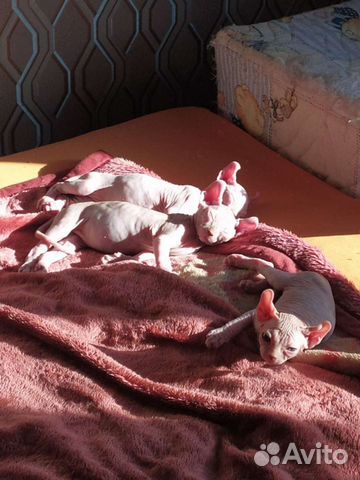 Канадский сфинкс эльф