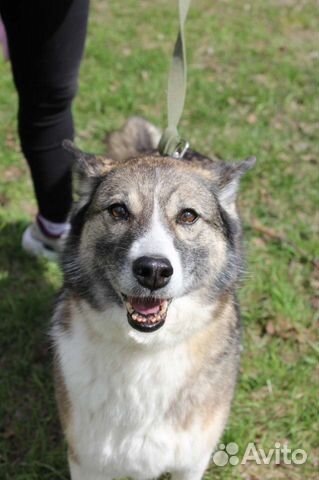 Скорее заберите домой