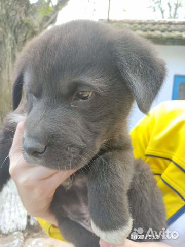 Щенки в добрые руки