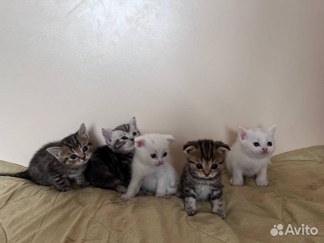 Шотландские котята