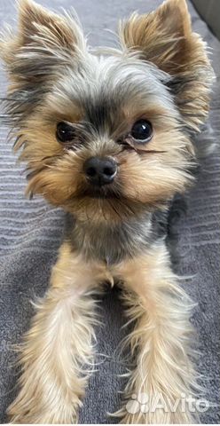 Вязка с мини йоркширским терьером