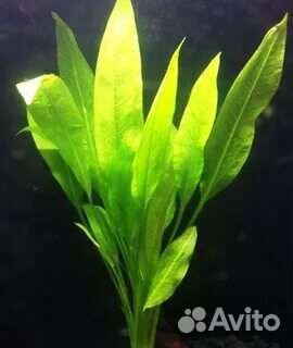 Растение в аквариумное