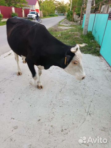 Корова высокоудойная