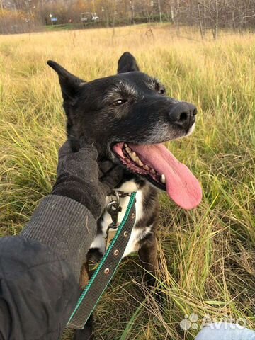 Заглядывает в глаза и умоляет спасти