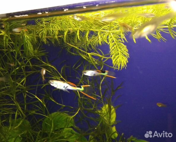 Гуппи Эндлера Сильверадо. El Silverado