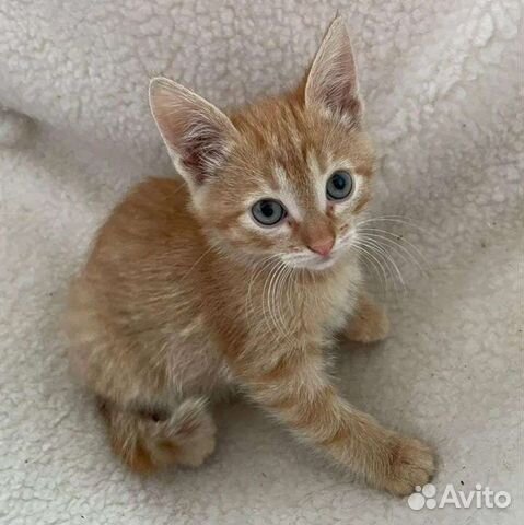 Рыжий котенок в добрые руки