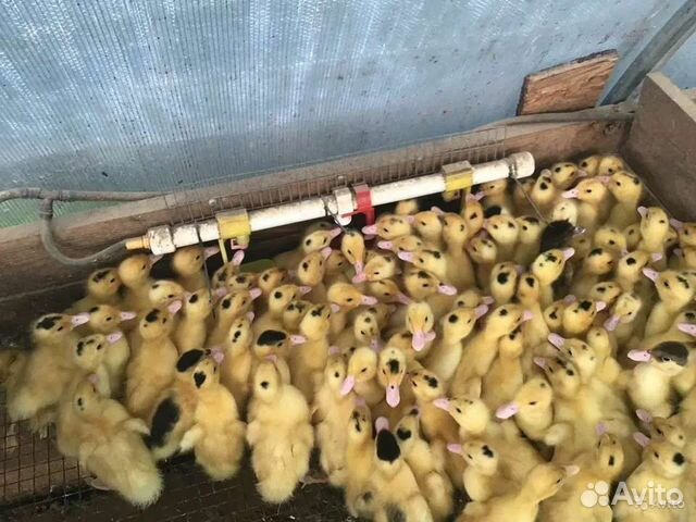Утята муларды