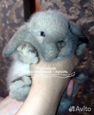 Карликовые крольчита