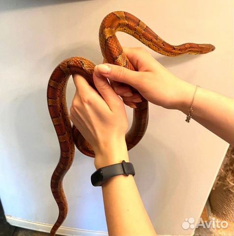 Маисовый полоз девочка