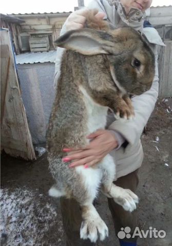 Бельгийский великан (фландр)