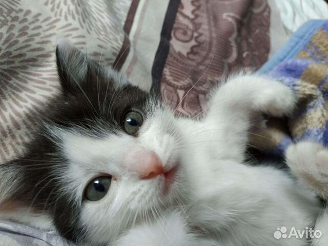 Прекрасные котятки (девочки), в заботливые руки