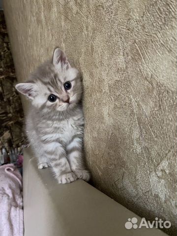 Британская кошка