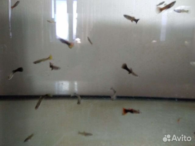 Продаются гуппи