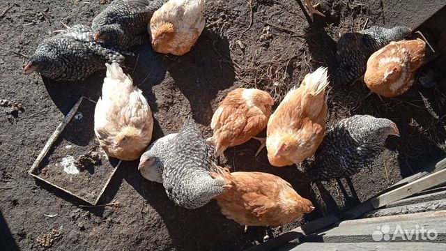 Курочки и петушки молодки
