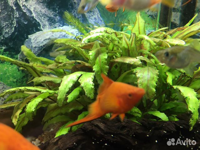 Аквариумные рыбки