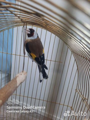 Клетка + щегол