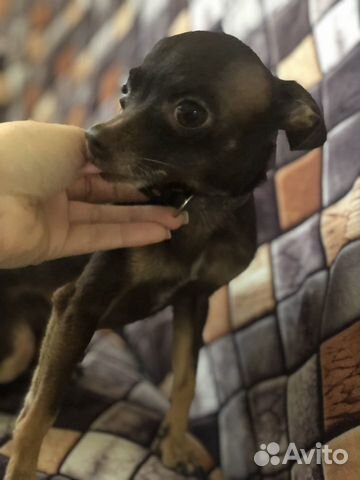 Екширский королевский Мини Той-терьер