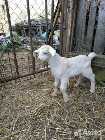 Продается козлик