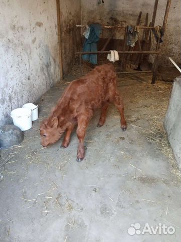 Продам недельную телку