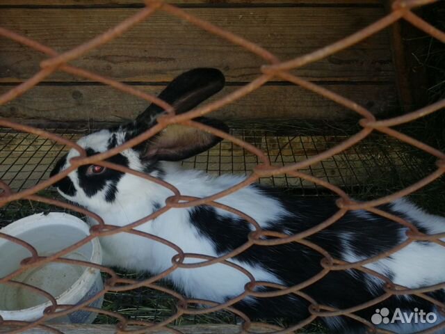 Продам кролов