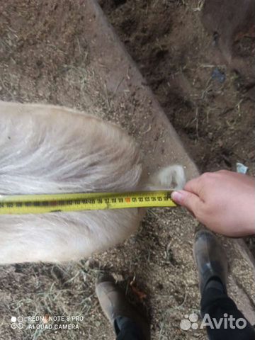 Домашняя свинина живым весом