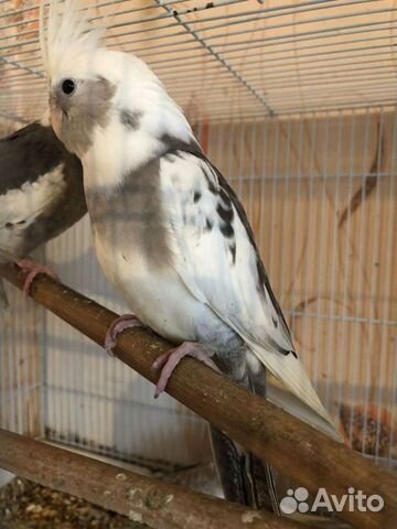 Корелла белолицая