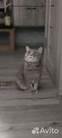 Кошка в дар бесплатно