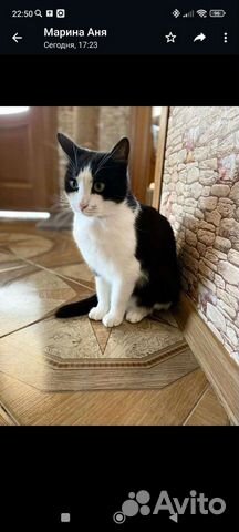 Кот