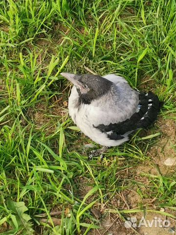 Воронёнок выпал из гнезда