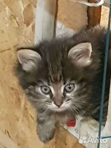 Котенок Черепашка