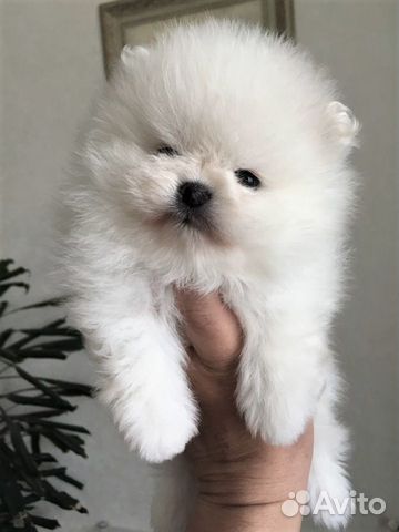 Кремовые и белые малыши пом. шпица