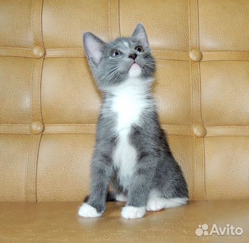 Котенок Ланка в добрые руки