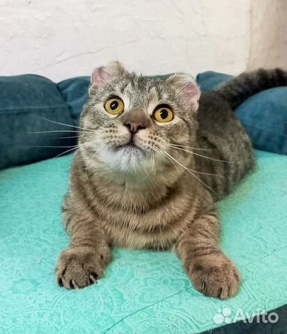Крупный молодой котик вангоша