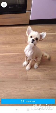 Продаю маленькую собачку