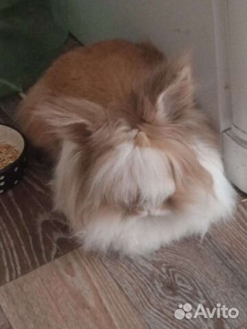 Декоративные кролики