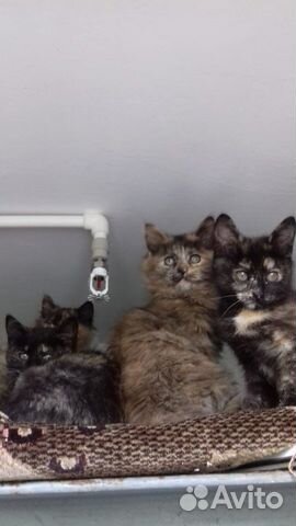 Котятки 2 мес в добрые руки