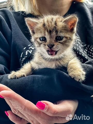 Котенок в добрые руки бесплатно