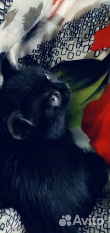 Котята в дар