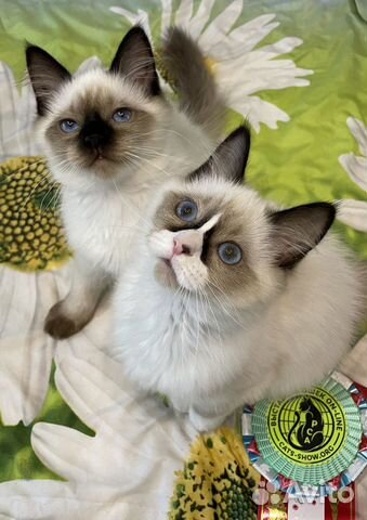 Шикарные котята Священная бирма